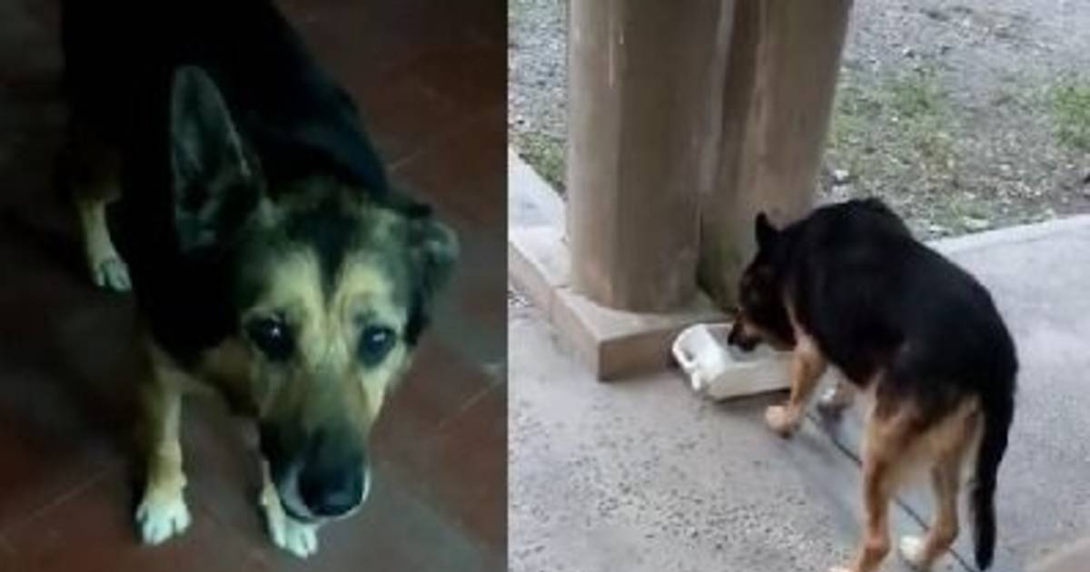 Sultán, un perro que sufre de soledad, necesita familia