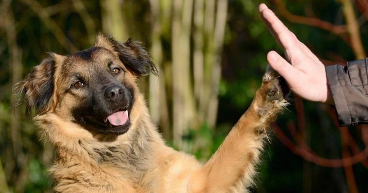 Recomendaciones para el cuidado de canes en vacaciones