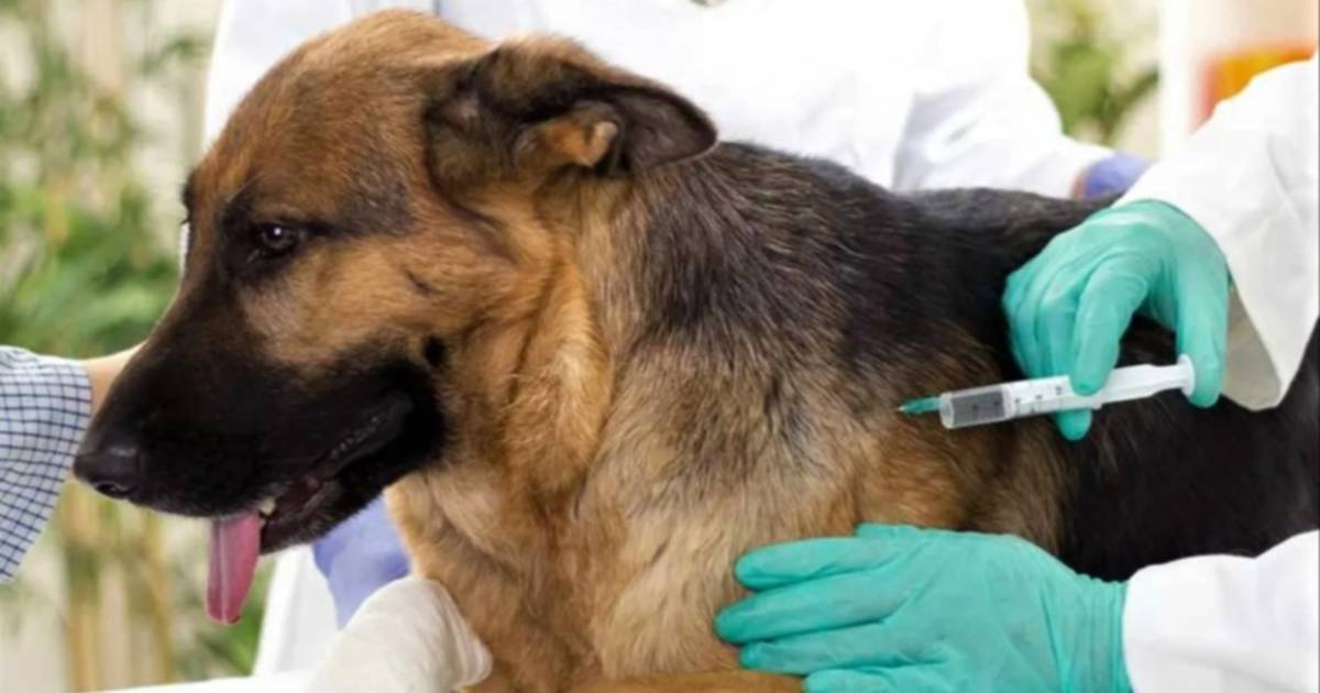 Vacunación y registro de mascotas en Alto Comedero