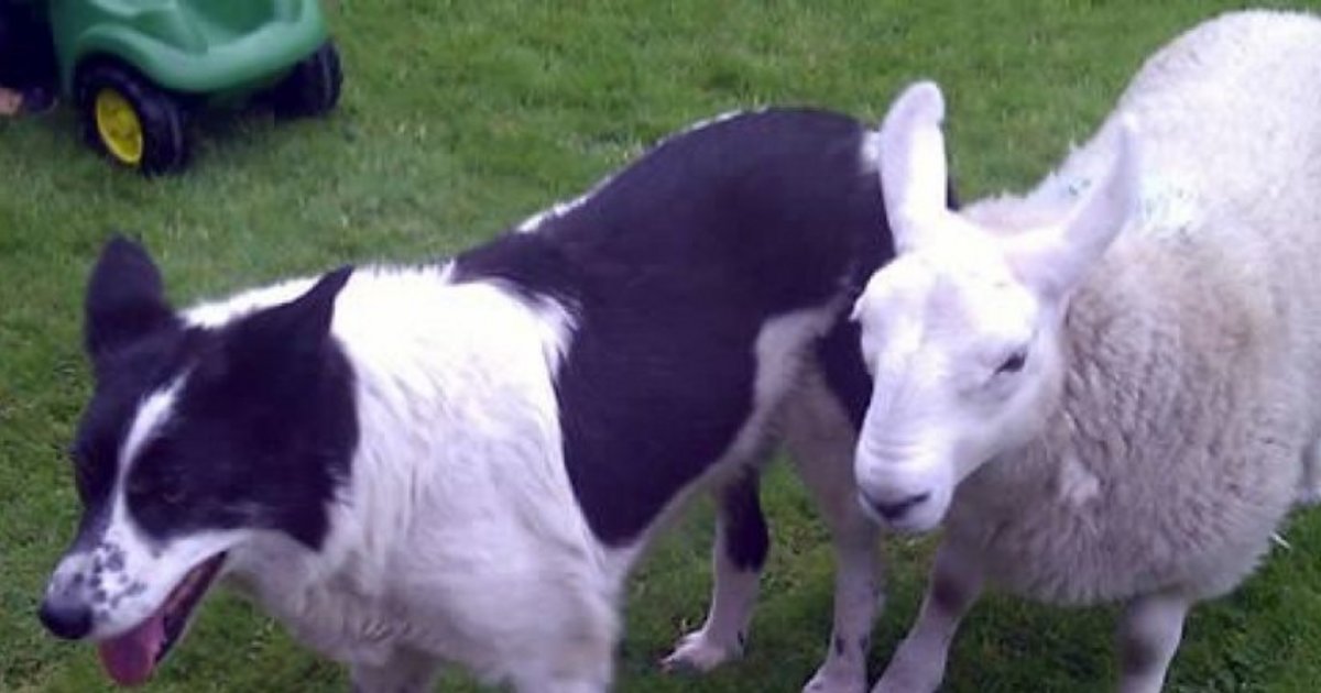 Pet, la oveja-perro que es furor en YouTube
