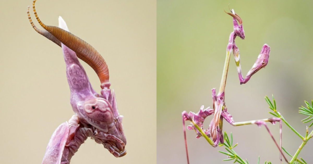 Asombrosa captura: fotografiaron una espectacular mantis empusa de ...