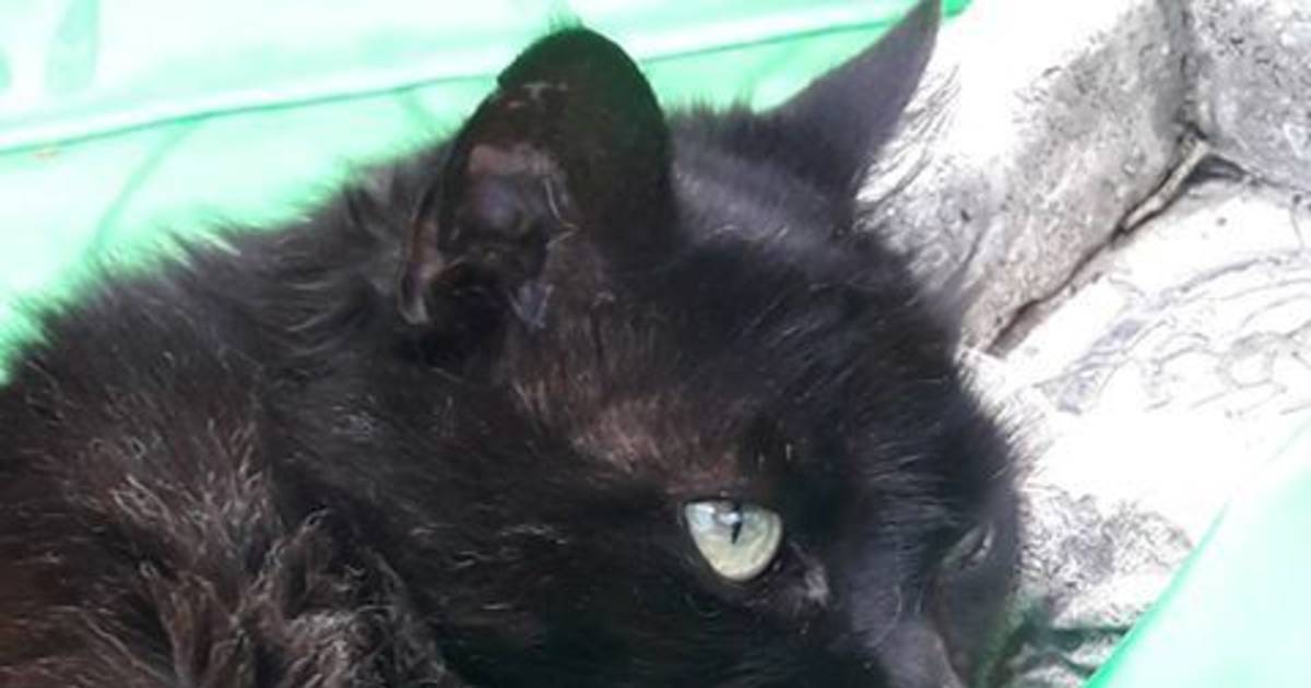 Buscan a "Débora", una gata angora de 15 años