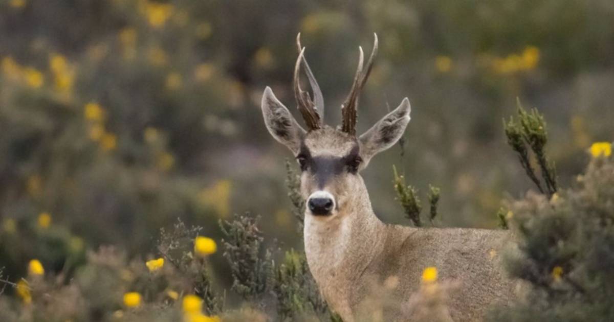 Censo para proteger la población de tarucas en Jujuy