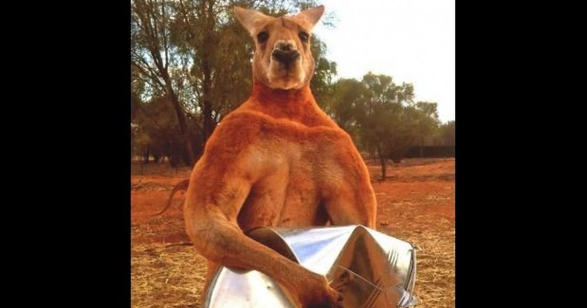Roger, el impresionante canguro físicoculturista | Australia, Insólito ...