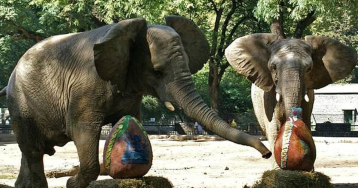 El zoológico de Buenos Aires será transformado en un "Ecoparque"