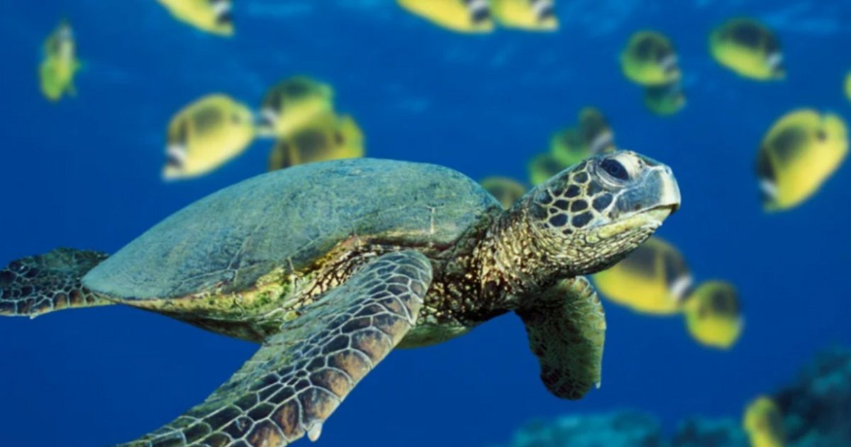 Día mundial de las tortugas marinas