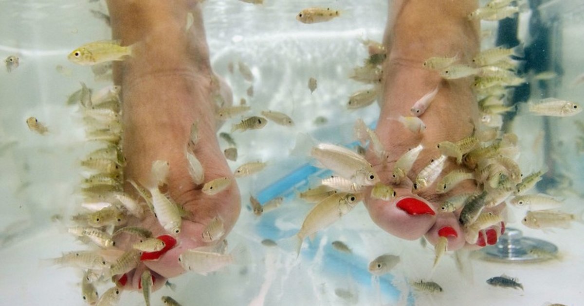 Pierde todas las uñas de los pies tras someterse a una pedicura con peces