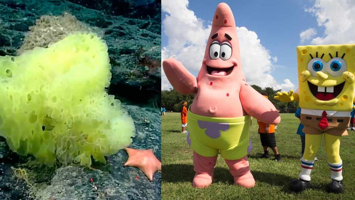 Bob Esponja Y Patricio En La Vida Real Encuentran A Bob Esponja Y