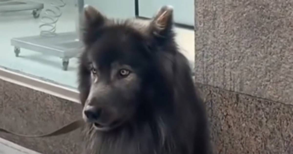 El aullido del Pastor Blue Bay que sorprendió en Buenos Aires