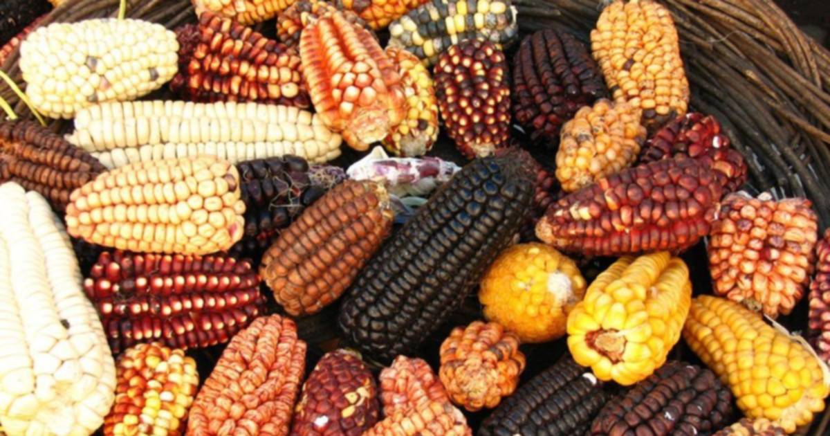 Expo del maíz y derivados en Yavi Chico