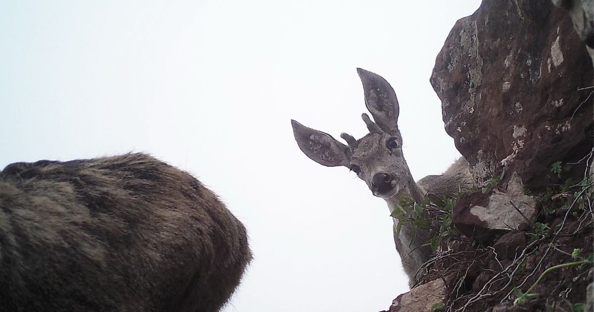 Cámaras Del Parque Nacional Calilegua Captan A Unas Taruca”