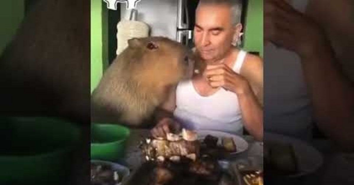 VIDEO | Un carpincho comiendo asado es viral en medio de la polémica en ...