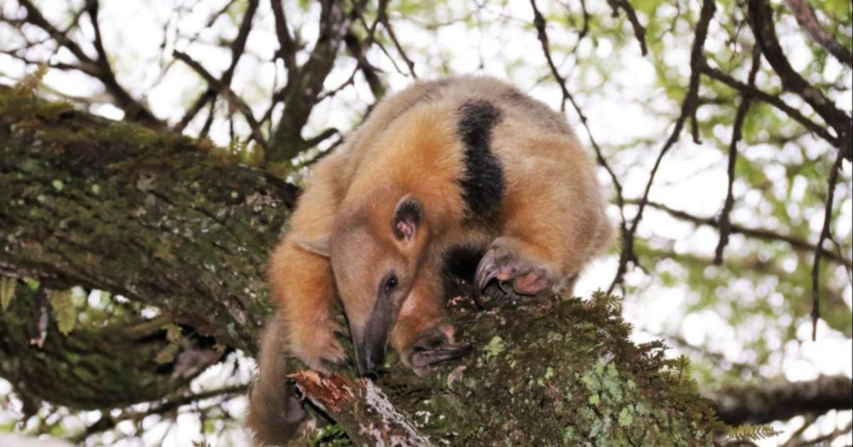 Oso melero, especie de naturaleza solitaria que habita en Jujuy