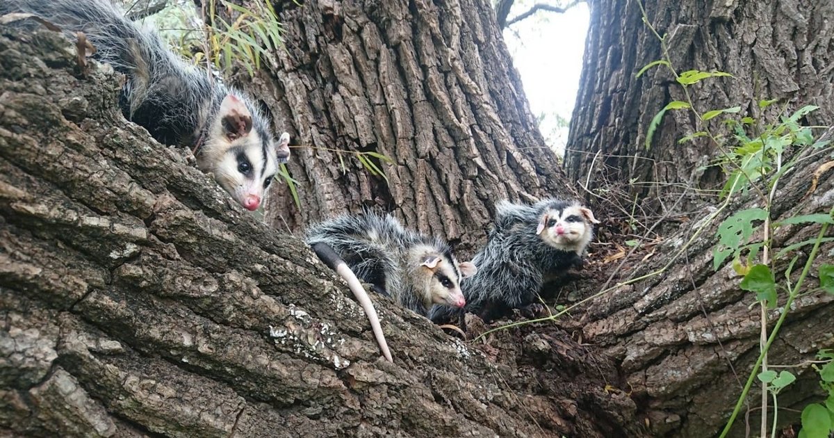 La comadreja, marsupial de real valor para el ecosistema