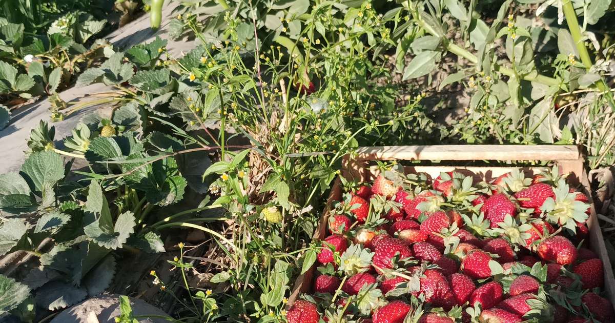 Con prácticas agroecológicas tuvieron éxito en frutillas