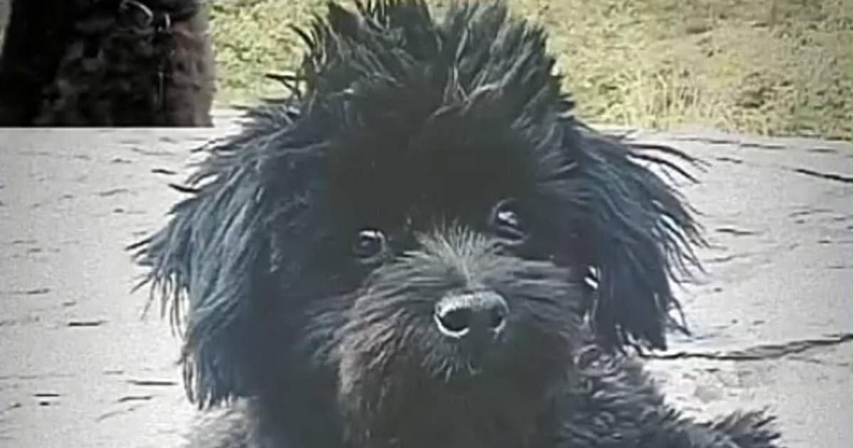 Buscan a Puchini, un perrito desaparecido hace más de dos semanas