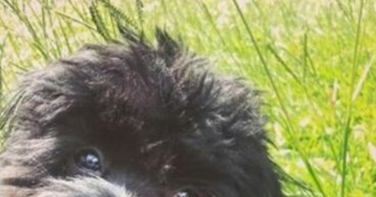 ¡Apareció Puchini!: El perrito fue encontrado sano y salvo y ya está en ...