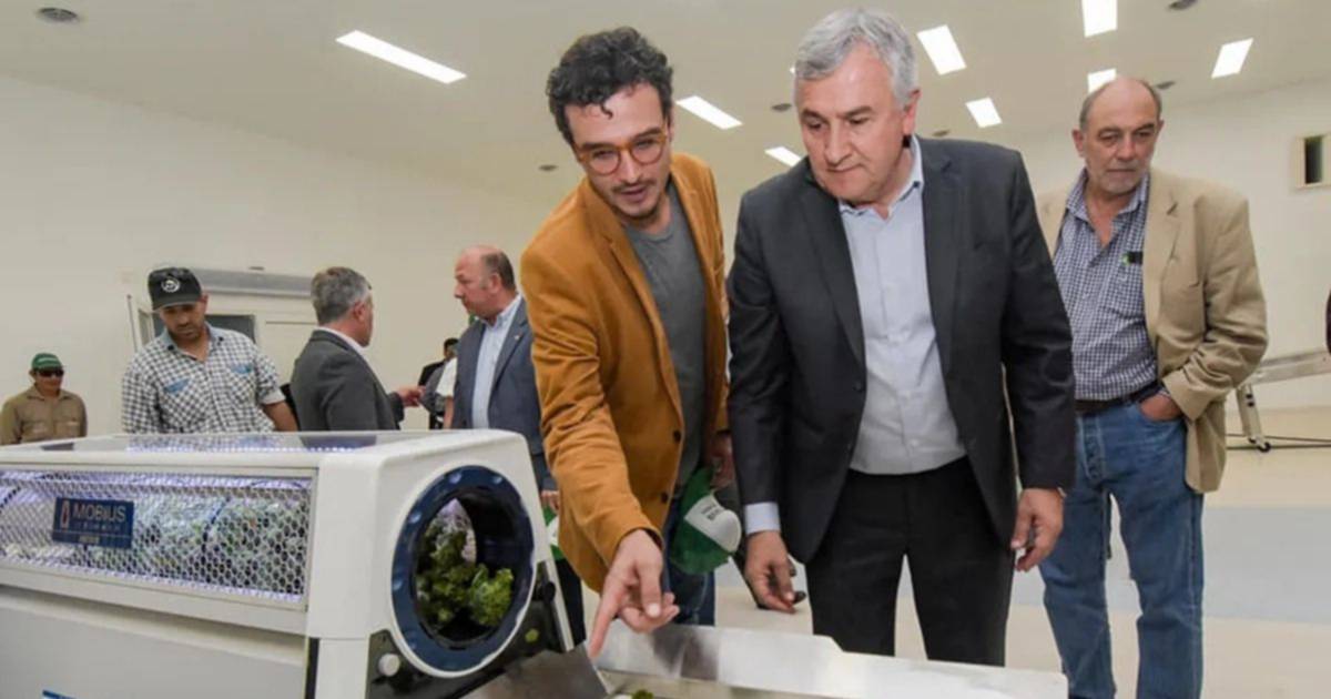 Cannava, la primera planta de cannabis habilitada en el país