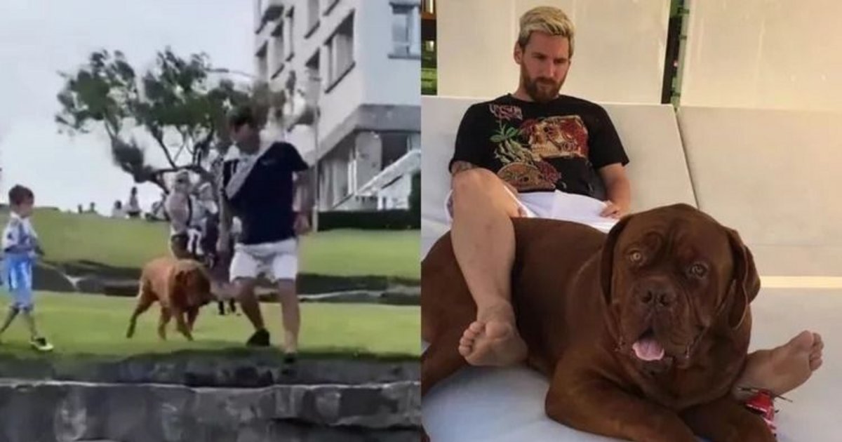 "Es el perro de Messi": hinchas le cantaron a un perro parecido al de Leo