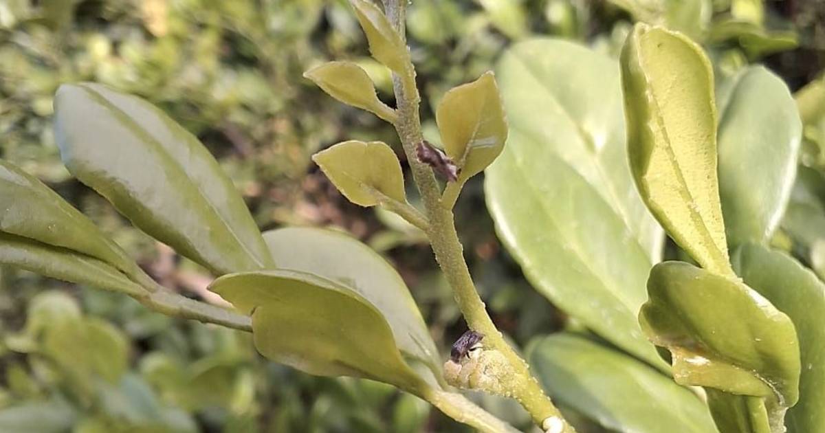 Mostrarán detección canina del insecto que trasmite HLB